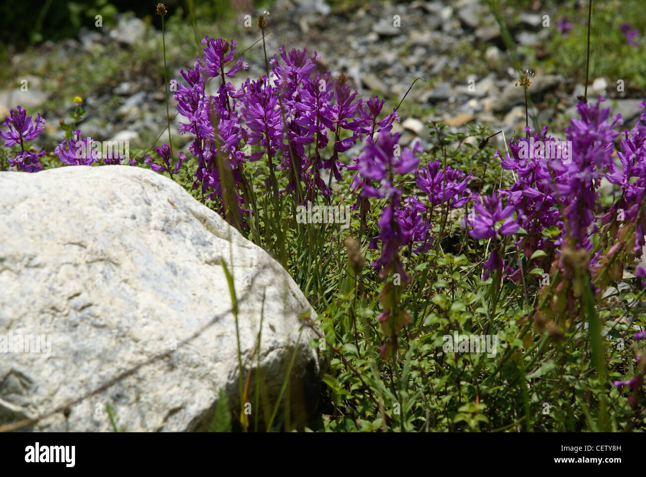 Caucasus mountain flower hi-res stock photography and images - Alamy