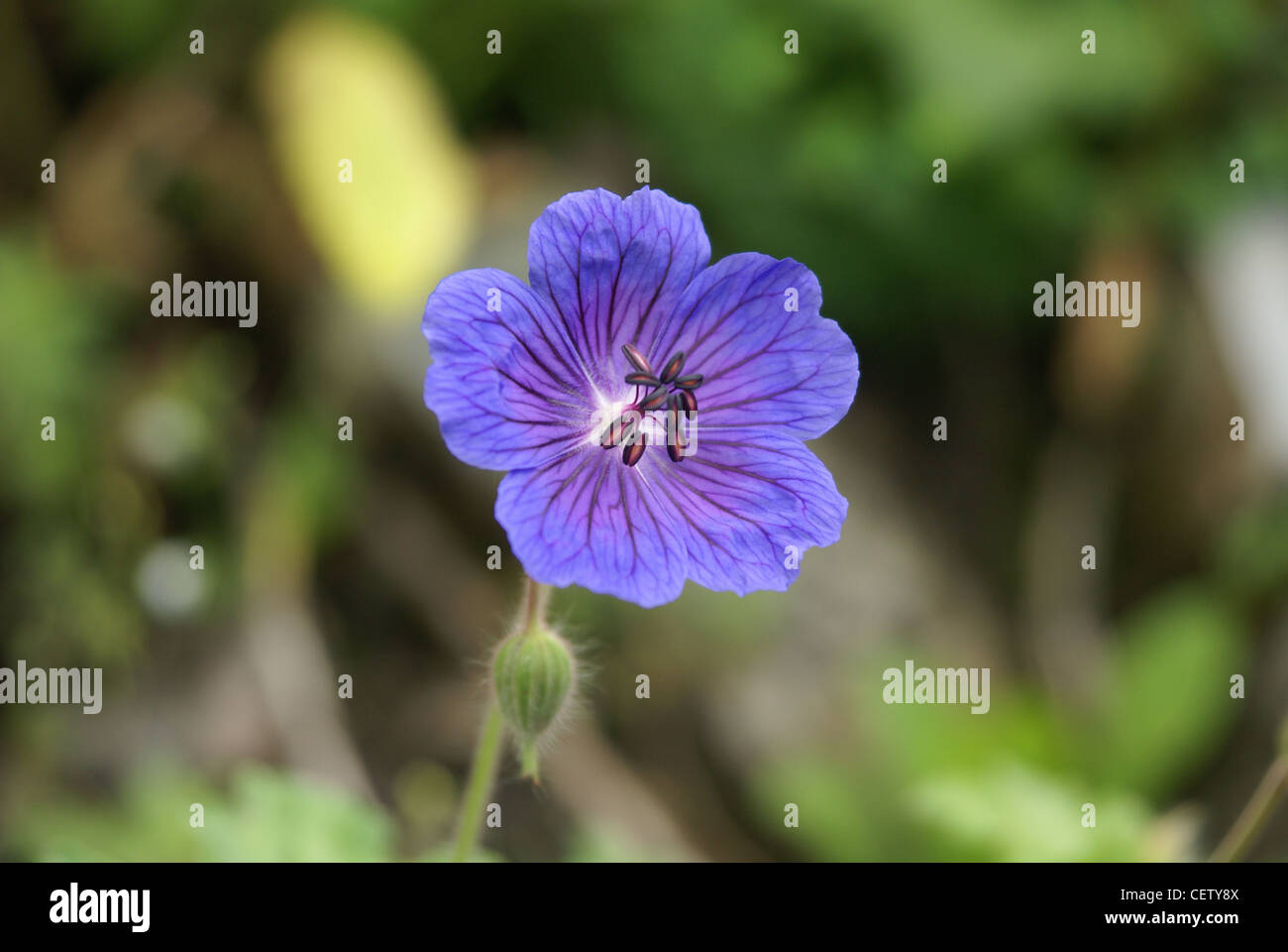 Euroasia wild flower Stock Photo - Alamy
