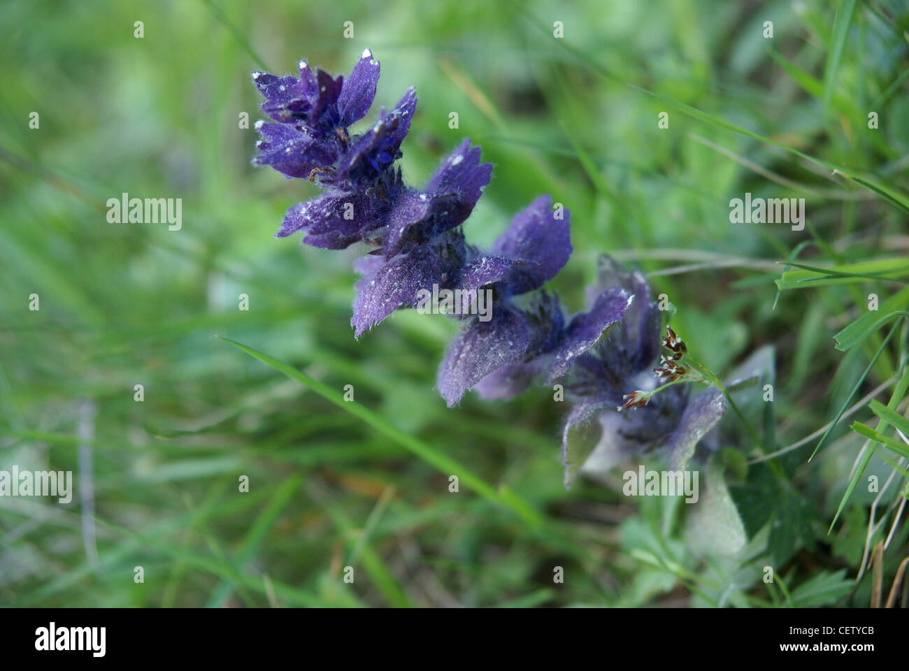 Euroasia wild flower Stock Photo - Alamy