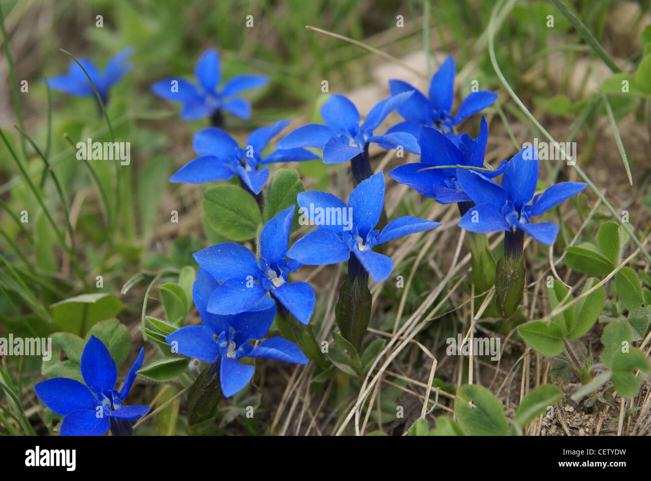 Blue Gentiana a genus of flowering plants belonging to the Gentian ...