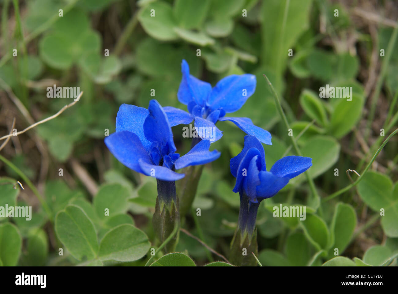 Blue Gentiana a genus of flowering plants belonging to the Gentian ...