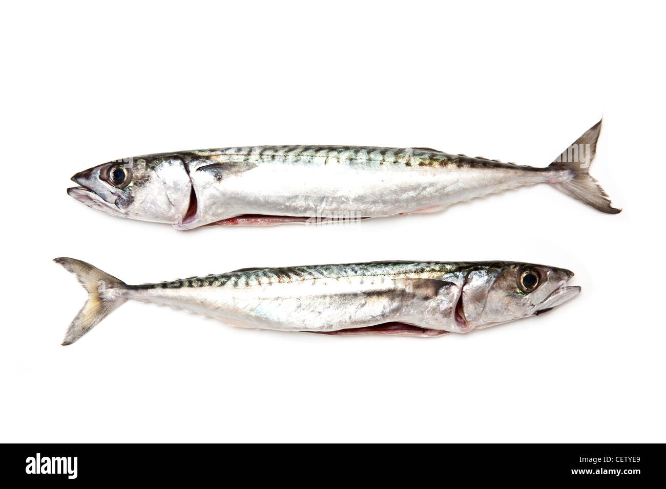 Pair of fresh mackerel fish isolated on a white studio background Stock ...