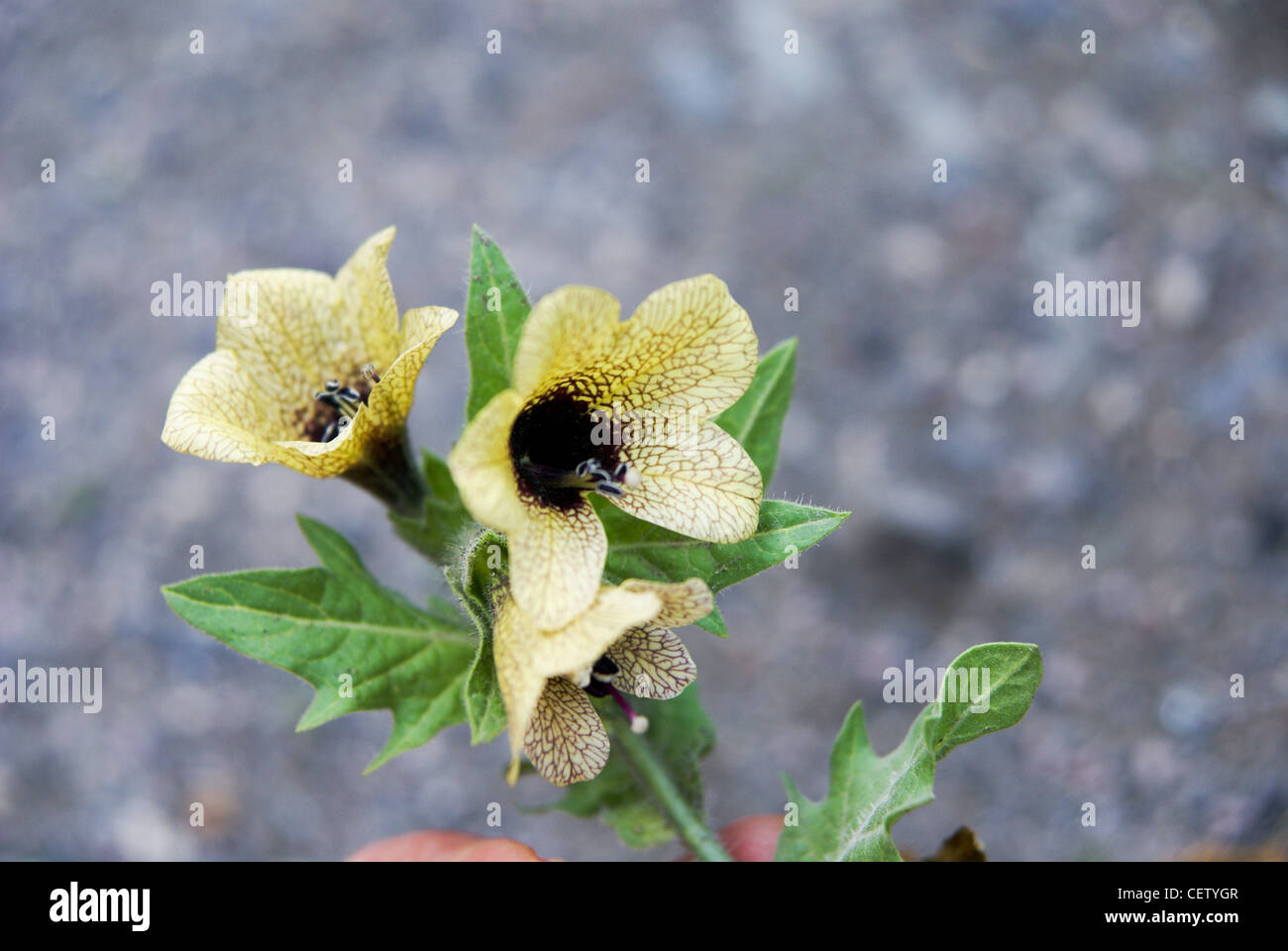 Henbane (Hyoscyamus niger), also known as stinking nightshade or black ...