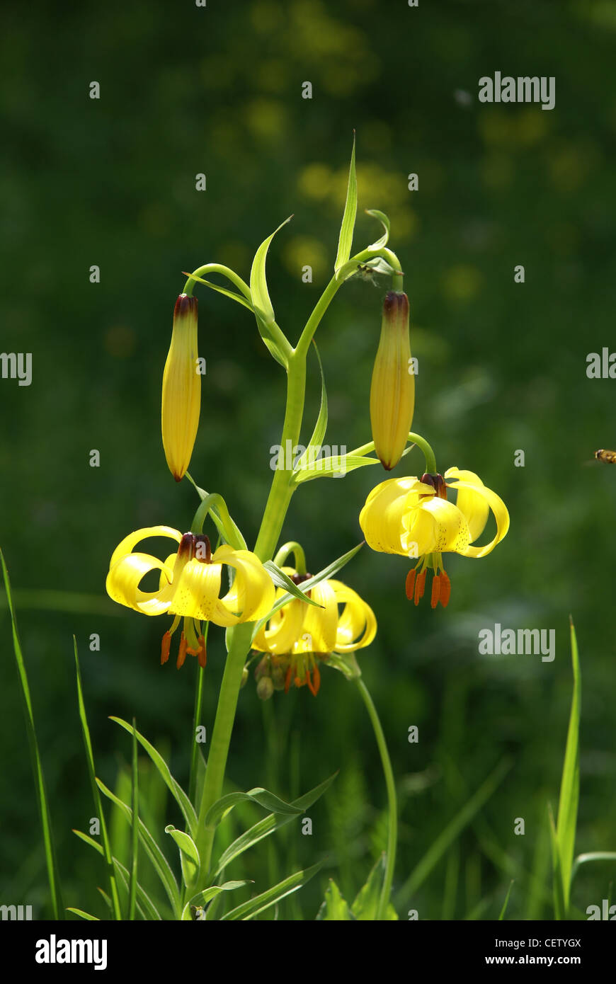 Russia native plants hi-res stock photography and images - Alamy