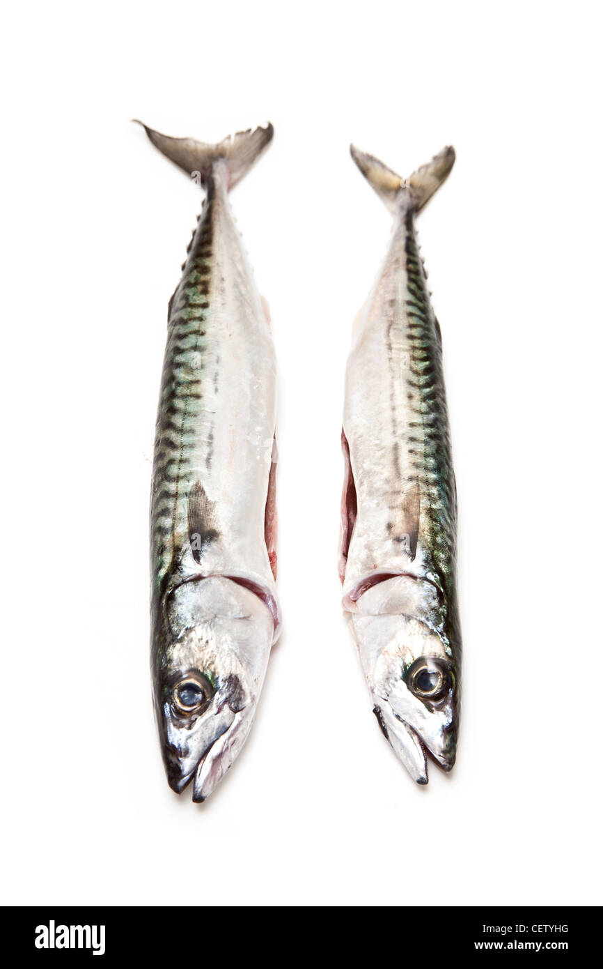 Pair of fresh mackerel fish isolated on a white studio background Stock ...