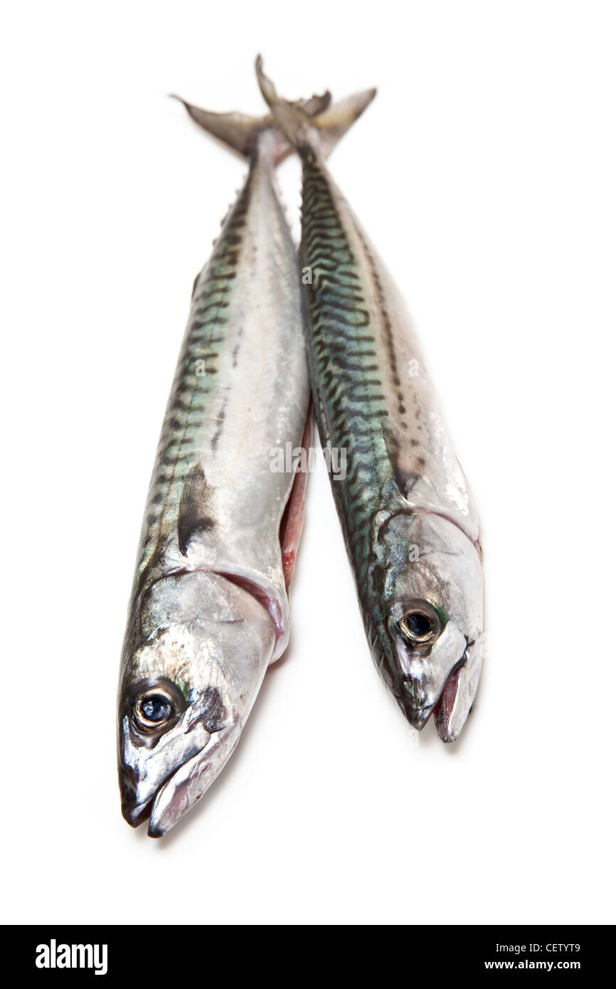Pair of fresh mackerel fish isolated on a white studio background Stock ...