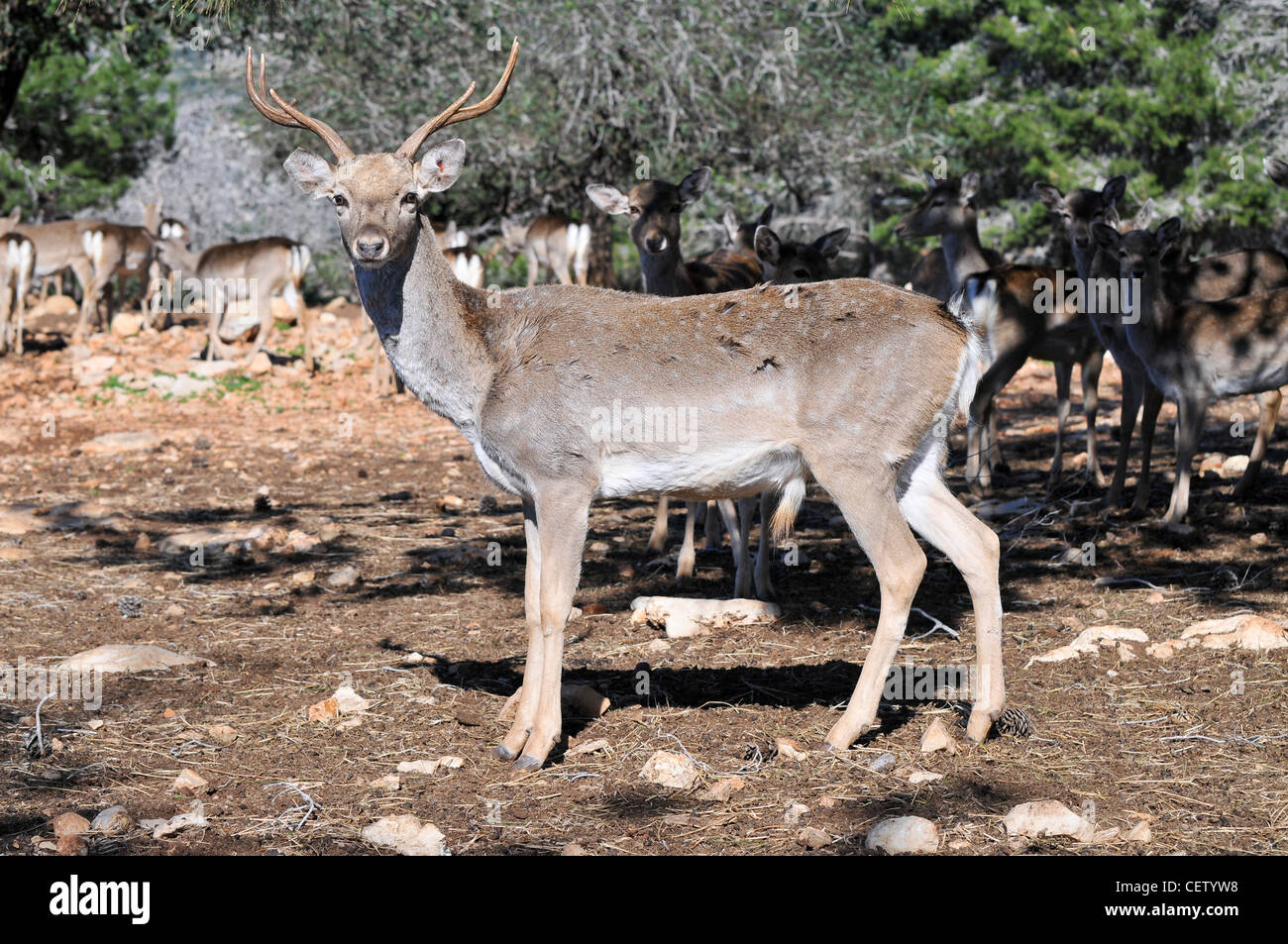 Israel, Carmel Mountains, Male Persian Fallow Deer (Dama dama ...