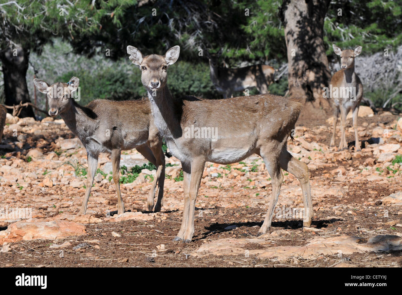 Israel, Carmel Mountains, female Persian Fallow Deer (Dama dama ...
