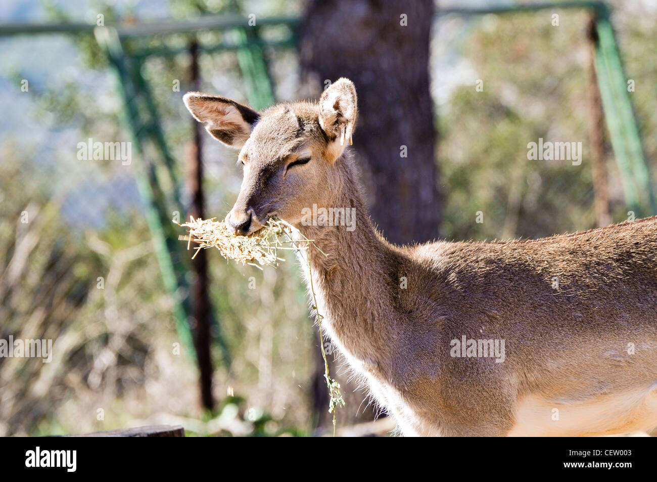 Israel, Carmel Mountains, female Persian Fallow Deer (Dama dama ...