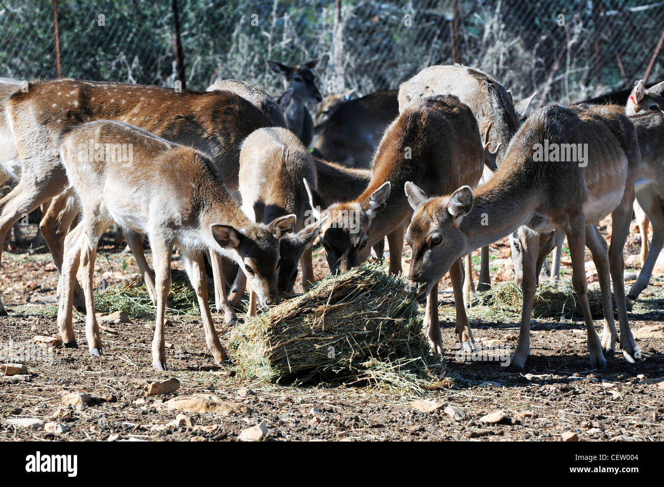 Israel, Carmel Mountains, female Persian Fallow Deer (Dama dama ...