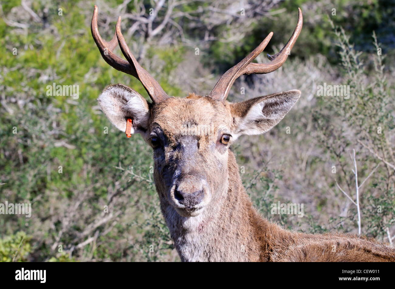 Israel, Carmel Mountains, Male Persian Fallow Deer (Dama dama ...