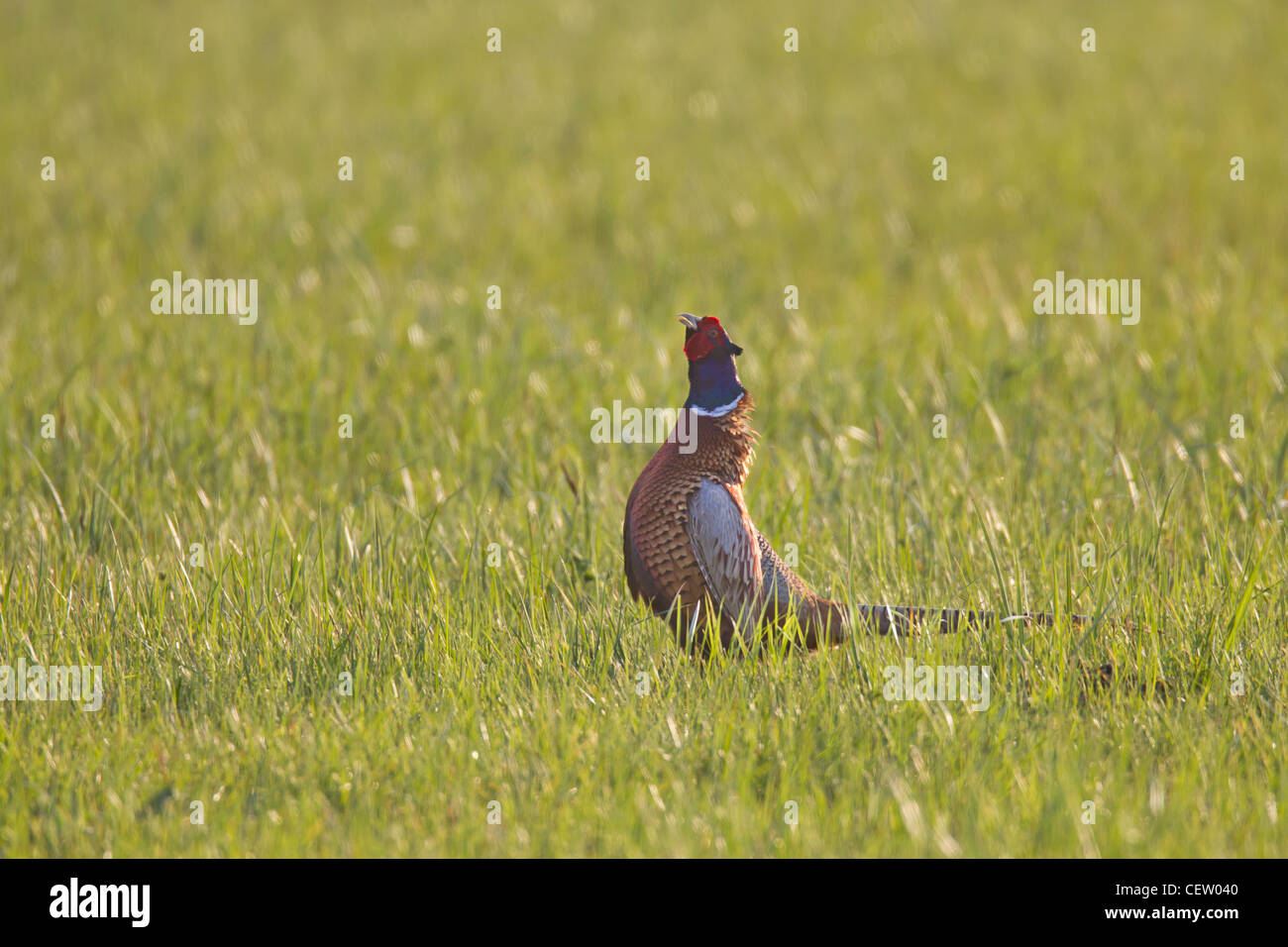 Fasan hi-res stock photography and images - Alamy