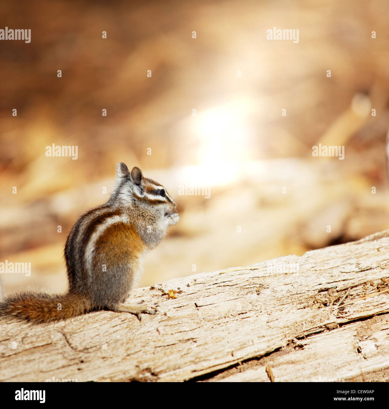 chipmunk in forest Stock Photo - Alamy