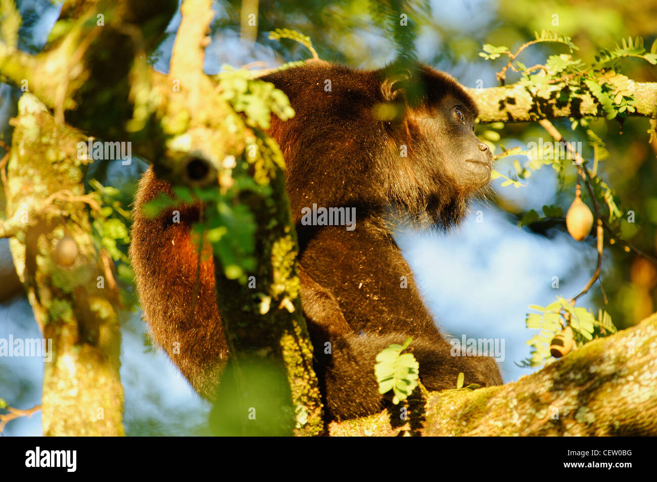Monkey howler hi-res stock photography and images - Alamy