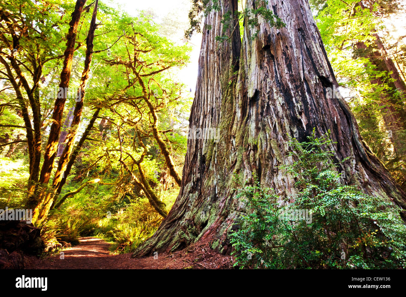sunny forest in Olympic Park,USA Stock Photo - Alamy