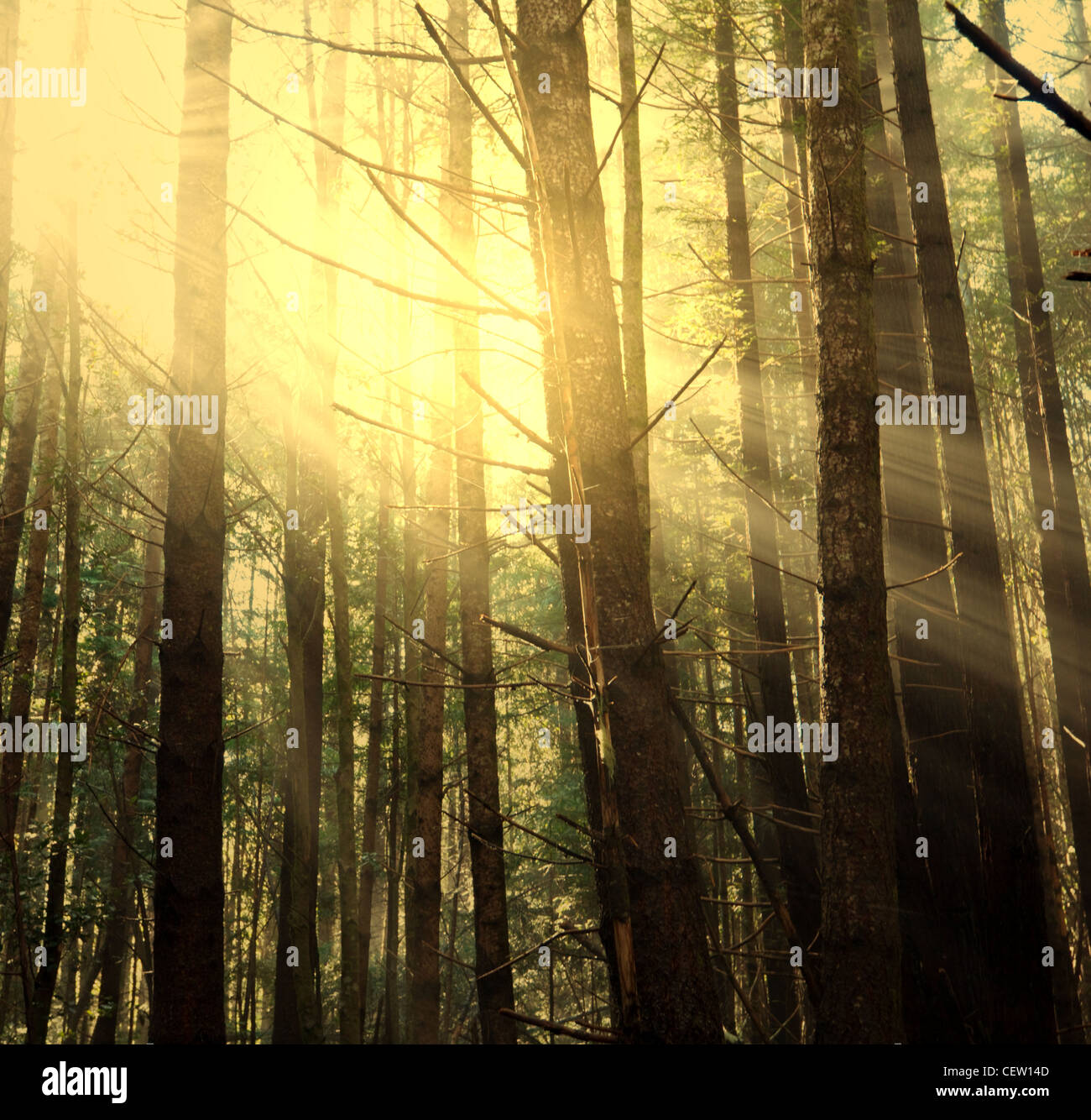 Luch nature hi-res stock photography and images - Alamy