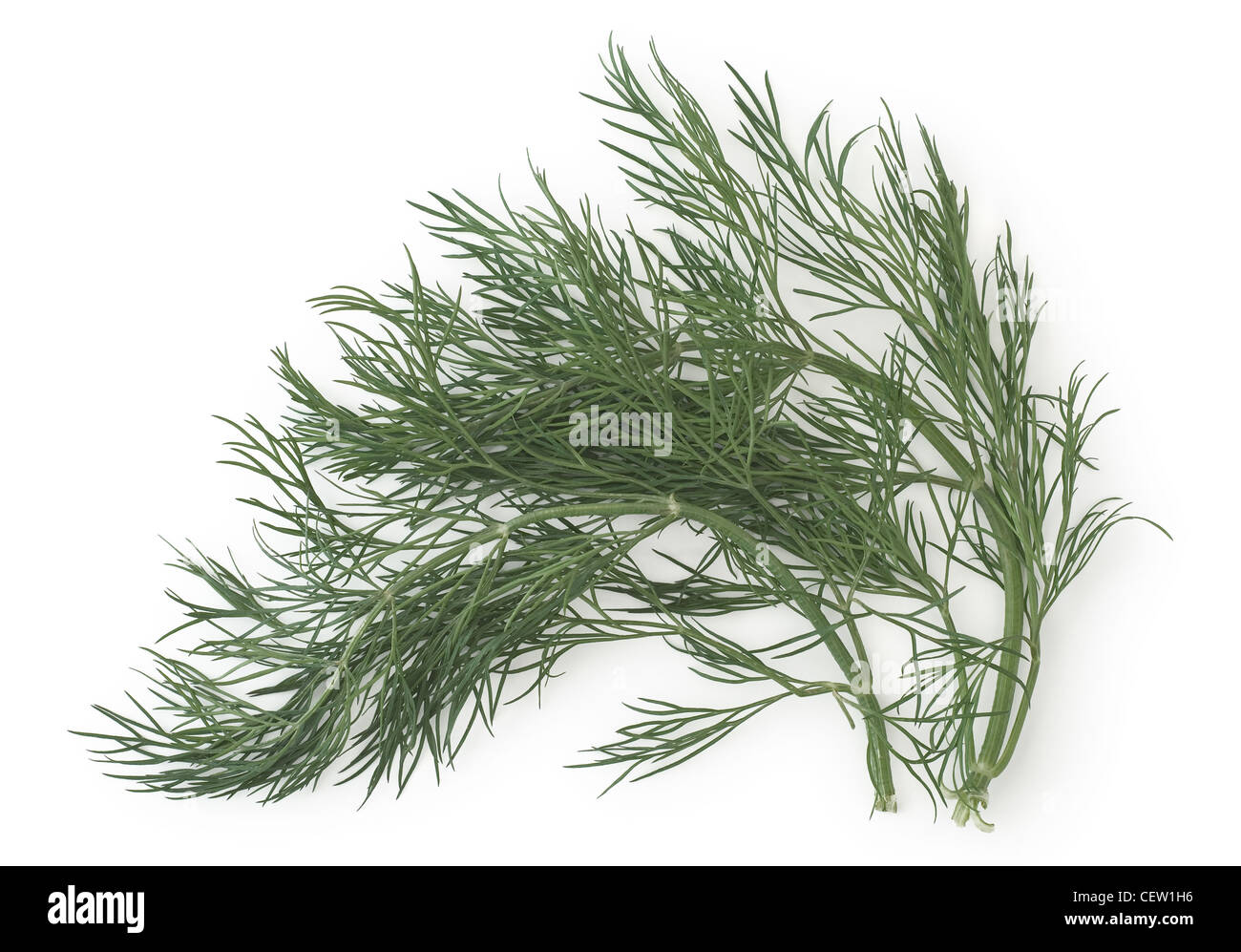 Fresh Dill as Cooking Ingredient and Flavor Stock Photo - Alamy
