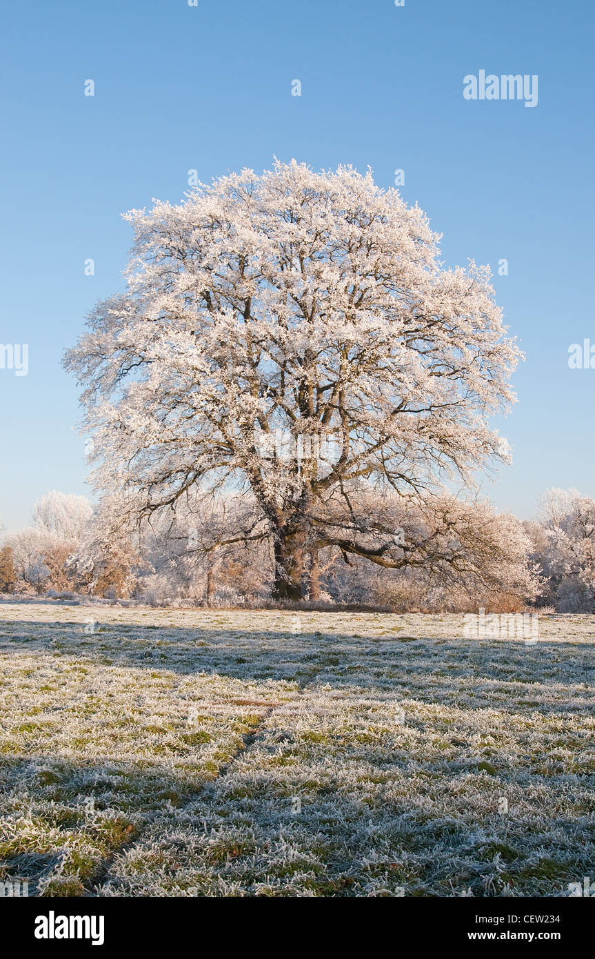 Ancient oak covered in hoar frost, Stoneleigh Warwickshire Stock Photo ...