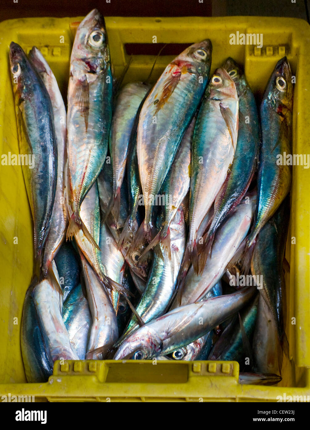 Chile valparaiso fish market hi-res stock photography and images - Alamy