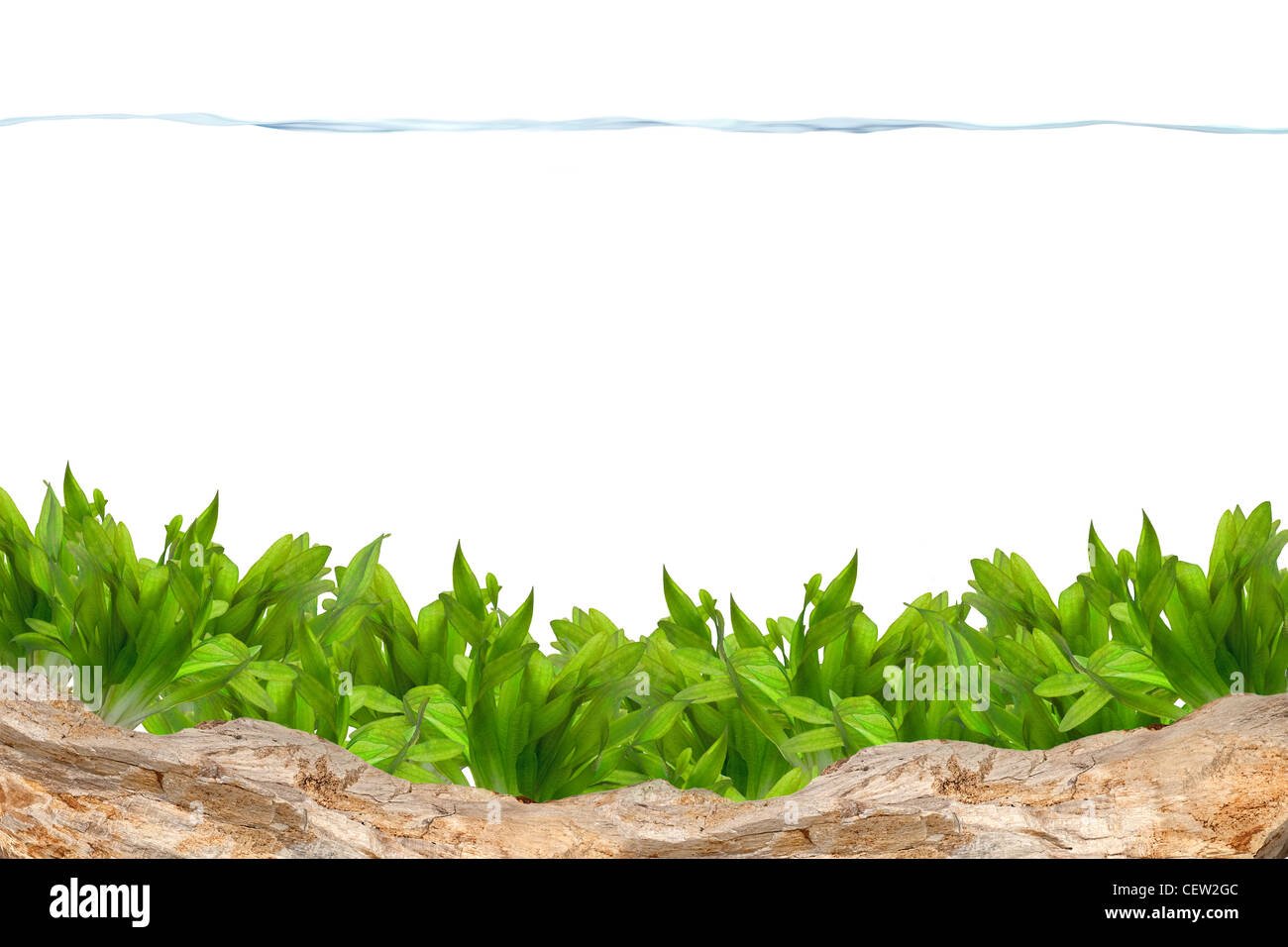 Aquarium background. Water plant and rock Stock Photo - Alamy