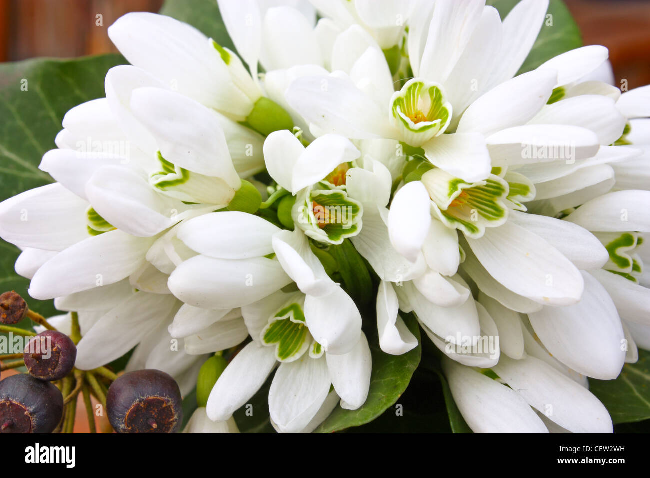 A little bouquet of snowdrops isolated on white Stock Photo - Alamy