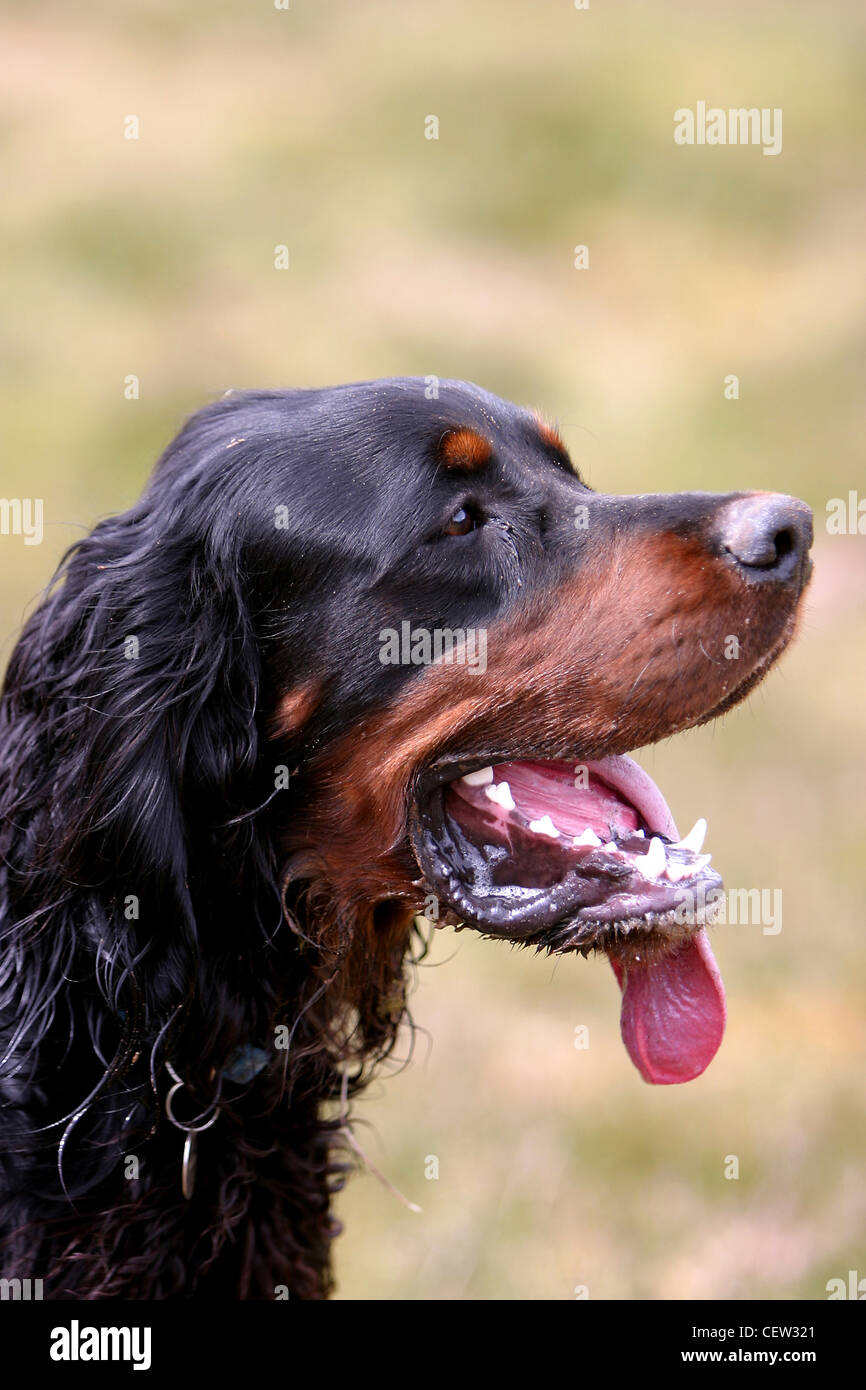 Gordon Setter .Scotland Stock Photo - Alamy