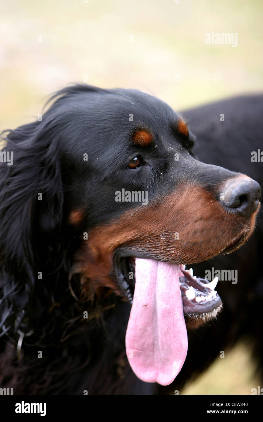 Gordon Setter .Scotland Stock Photo - Alamy