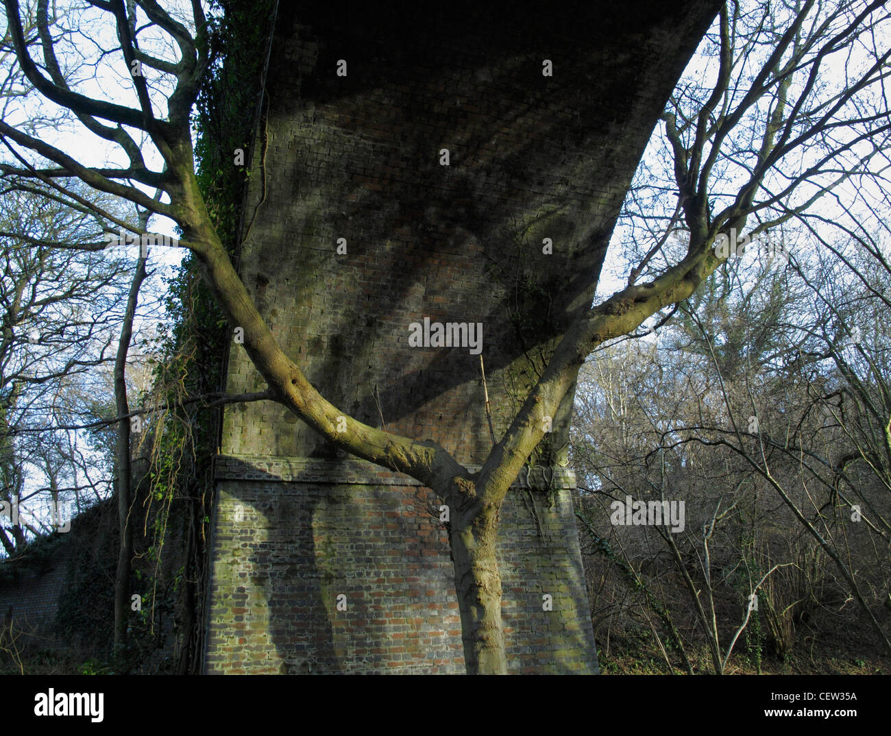 tree growing onto both sides of bridge Somerset England UK Stock Photo ...