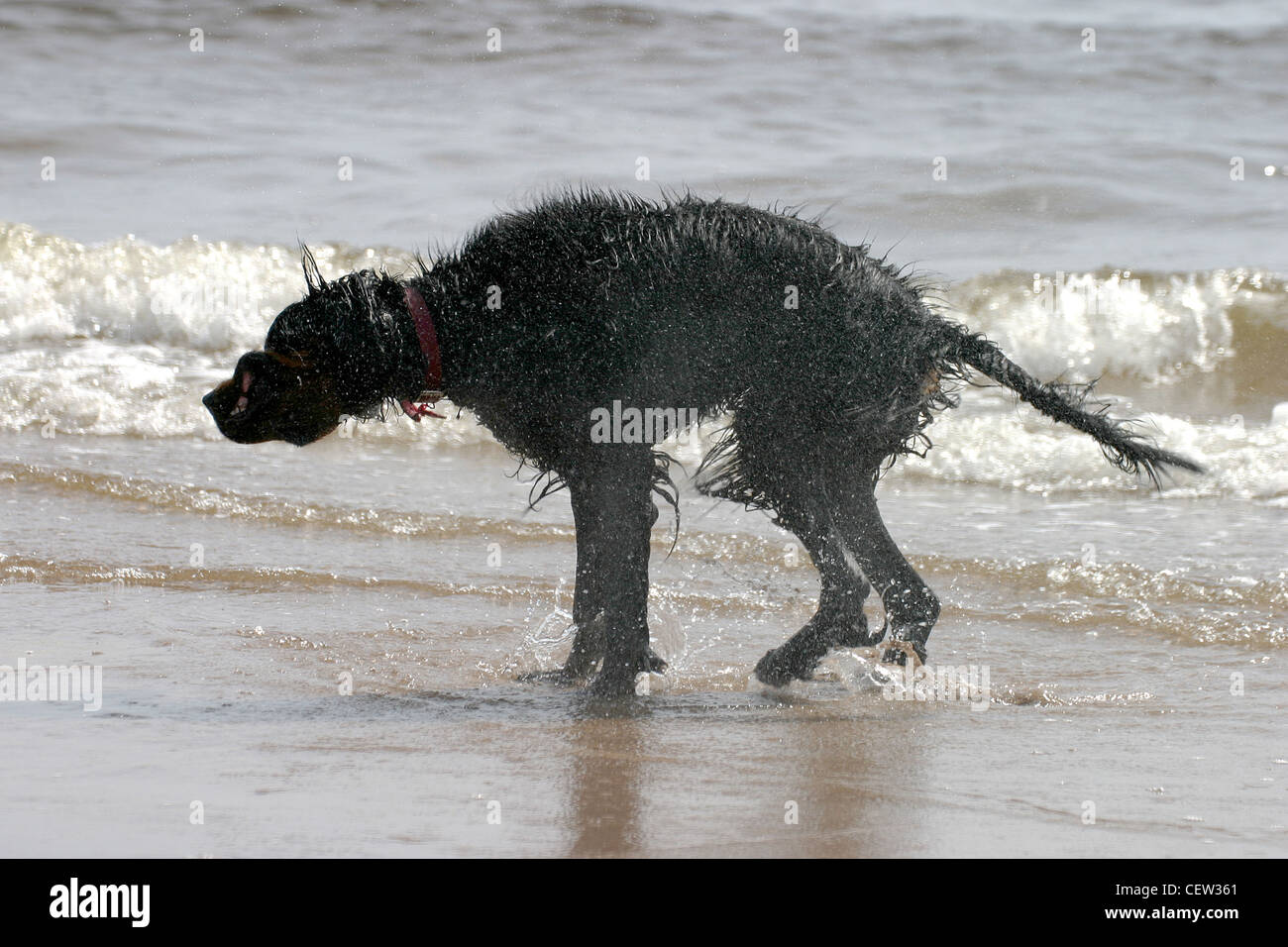 Gordon Setter drying himself on the beach after swimming. .Scotland ...