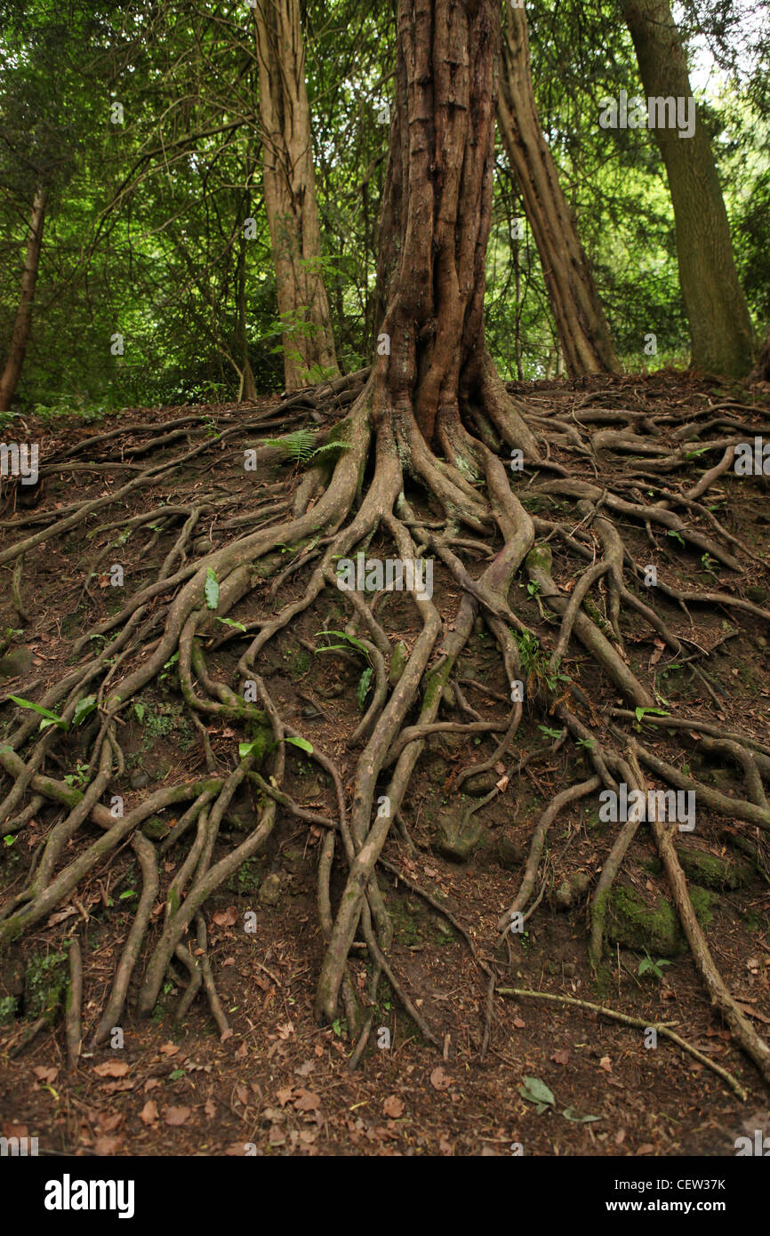 Tree Roots High Resolution Stock Photography and Images - Alamy
