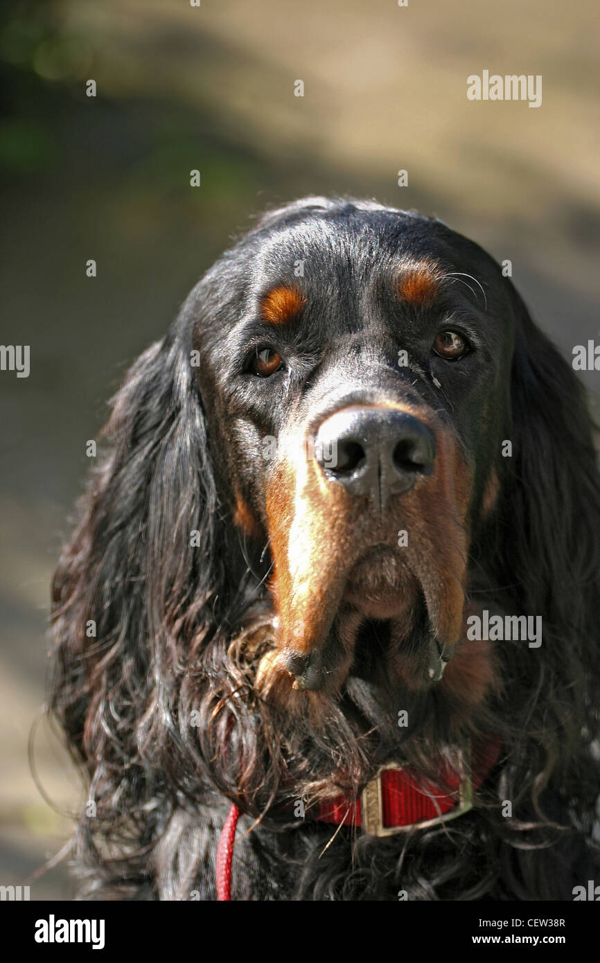 Gordon Setter .Scotland Stock Photo - Alamy