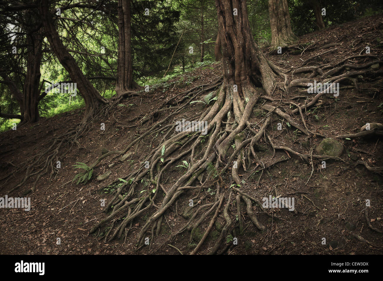 Exposed tree roots, Yorkshire, UK Stock Photo - Alamy
