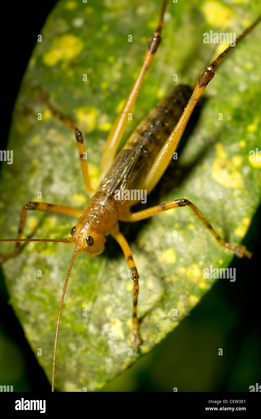 tree cricket at night, rainforest, Costa Rica Stock Photo - Alamy