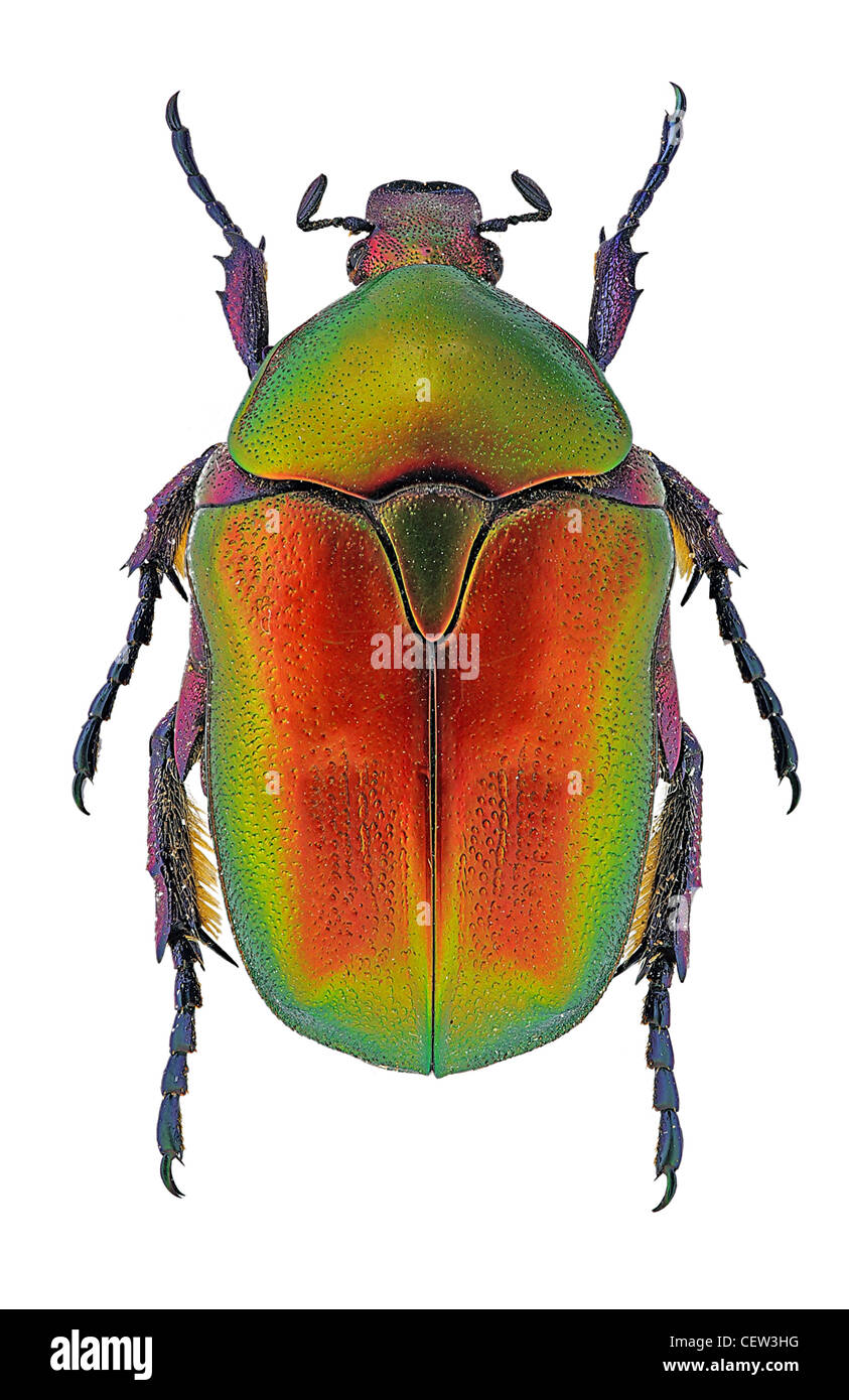 Insect shine green flower beetle hi-res stock photography and images ...