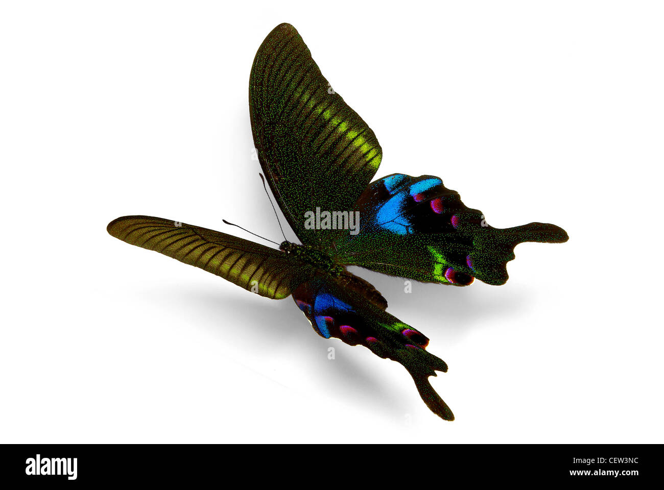chinese swallowtail Papilio arcturus Stock Photo - Alamy