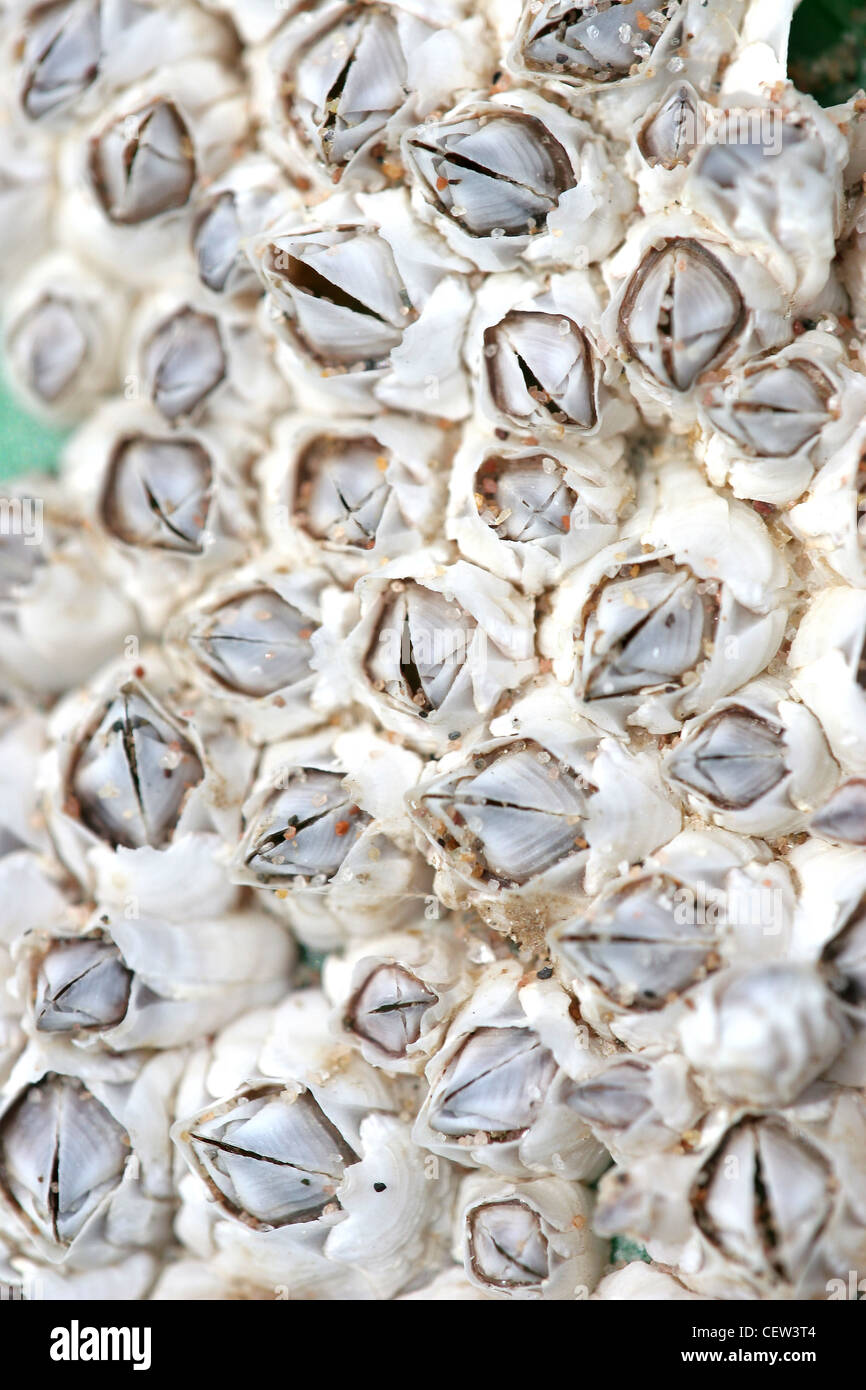 Parasitic barnacles hi-res stock photography and images - Alamy