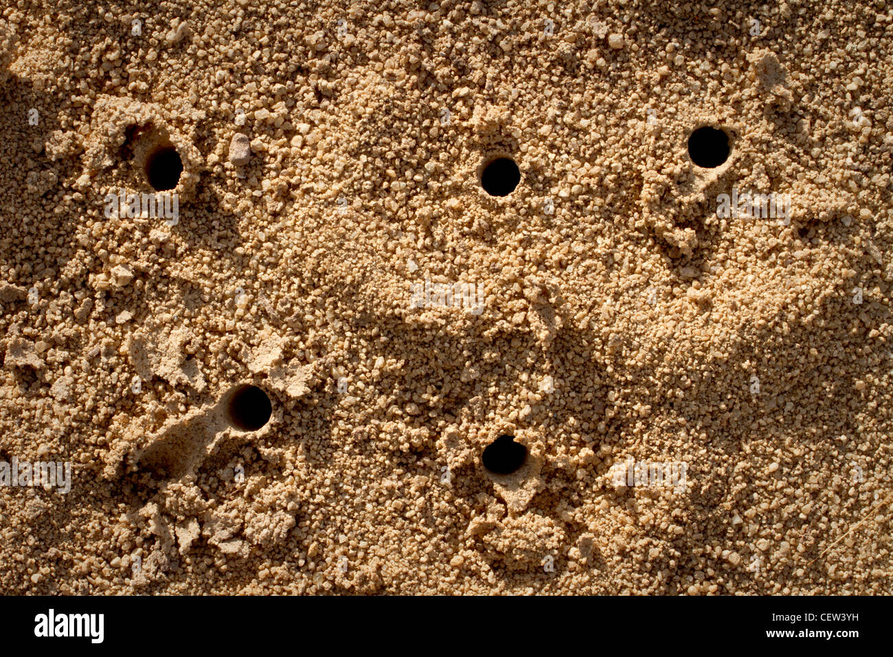 burrows of digger or solitary bees in Santa Monica Mountains ...