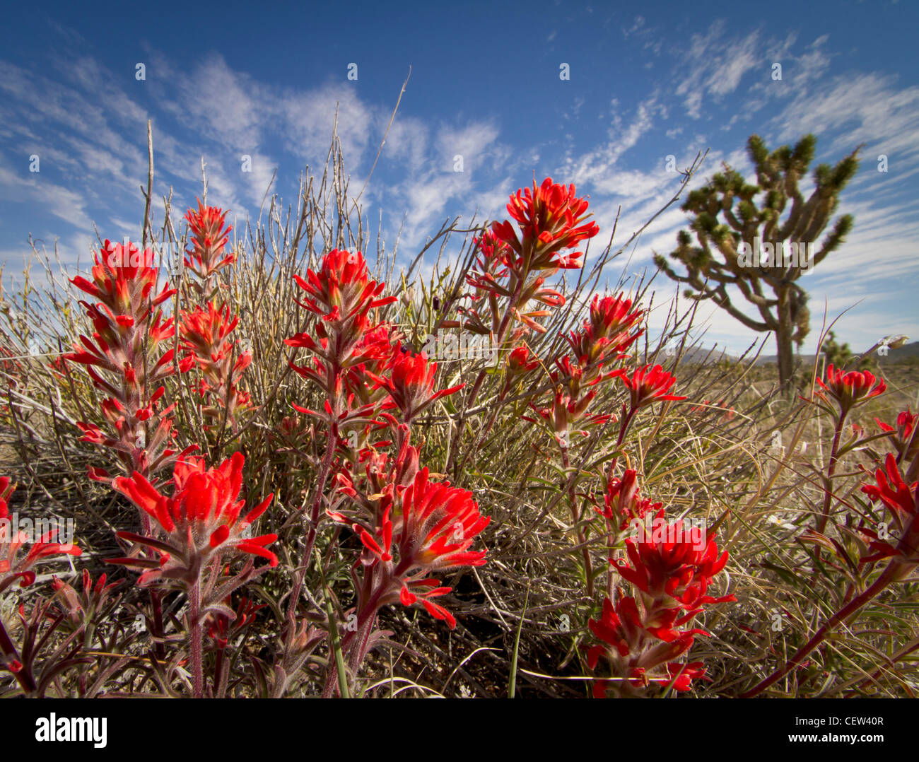 Yucca Angustifolia High Resolution Stock Photography and Images - Alamy