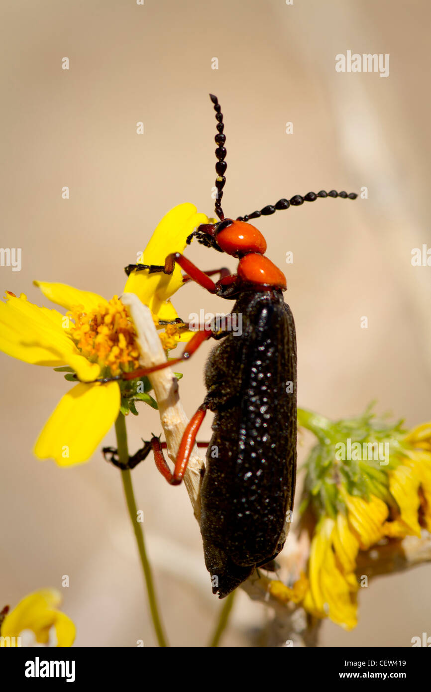 Beetle and palms hi-res stock photography and images - Alamy