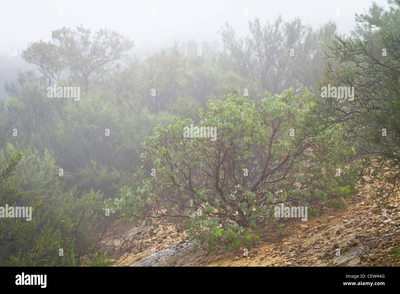 rain in chaparral, Santa Monica Mountains National Recreation Area ...