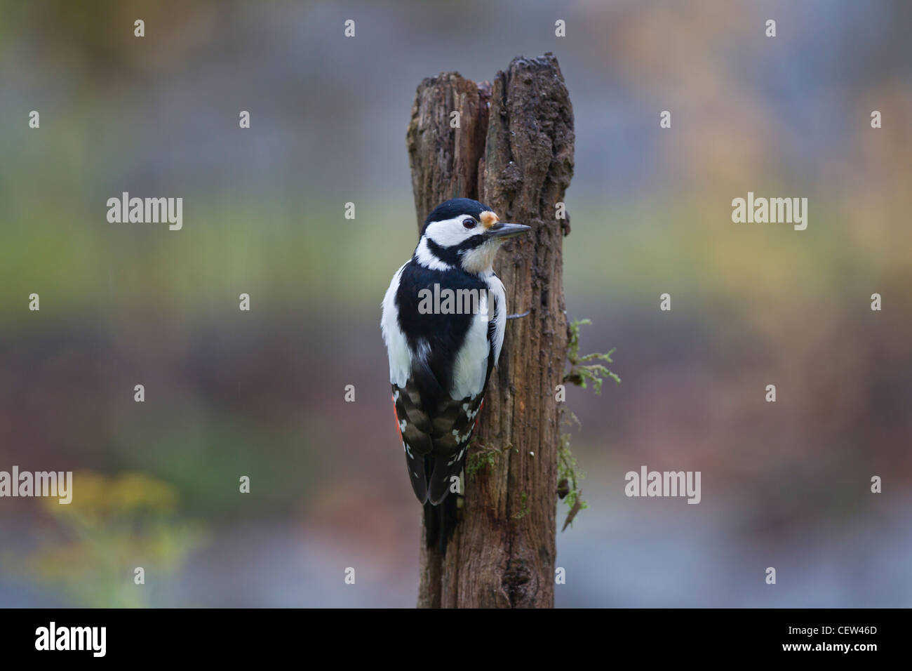 Specht federn hi-res stock photography and images - Alamy