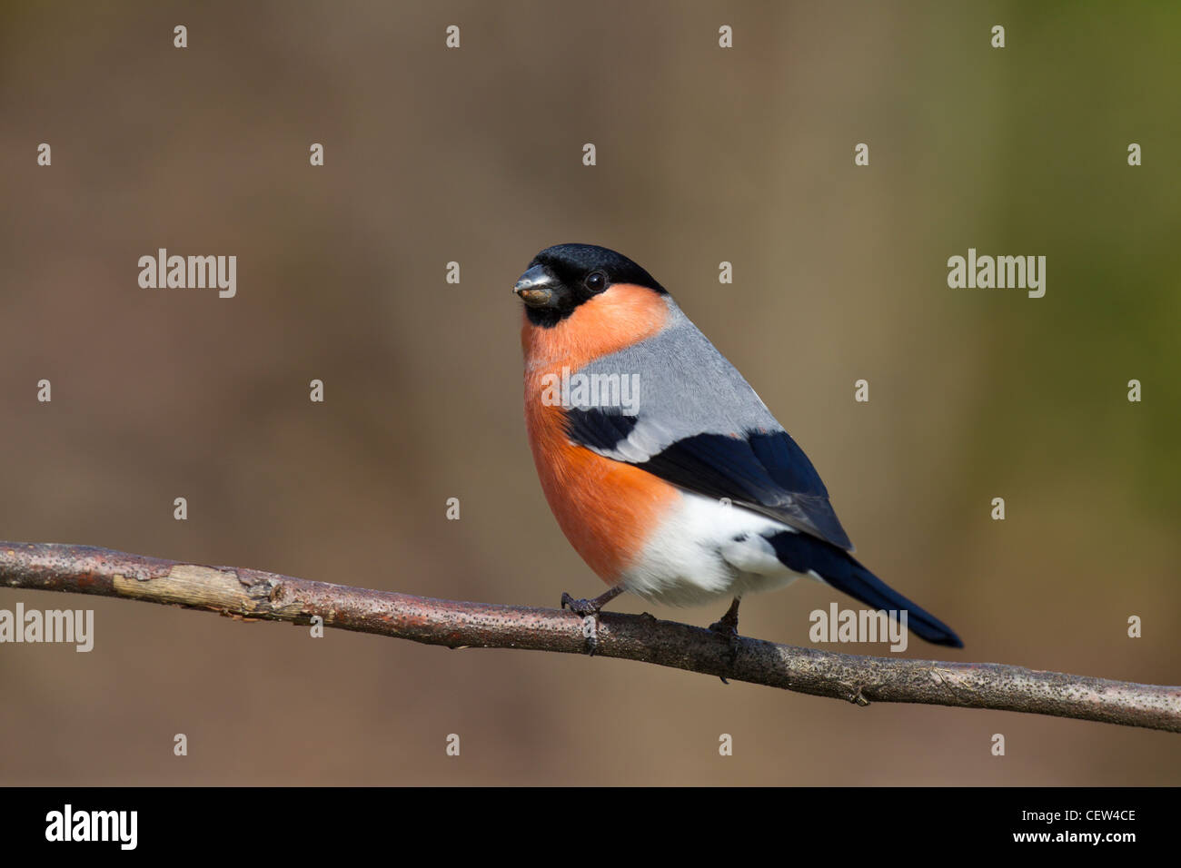 Dompfaff hi-res stock photography and images - Alamy