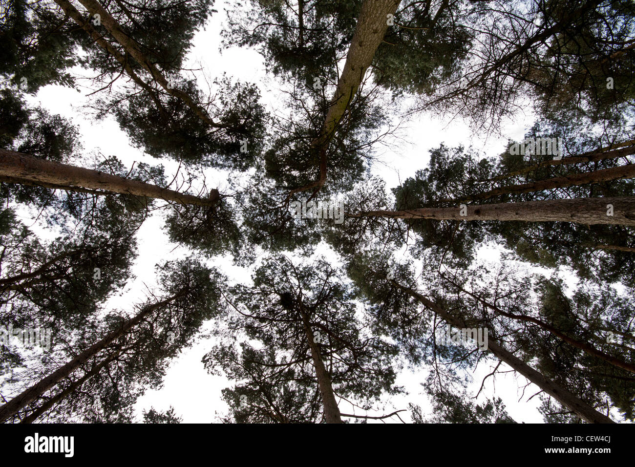 Tall tree tops hi-res stock photography and images - Alamy