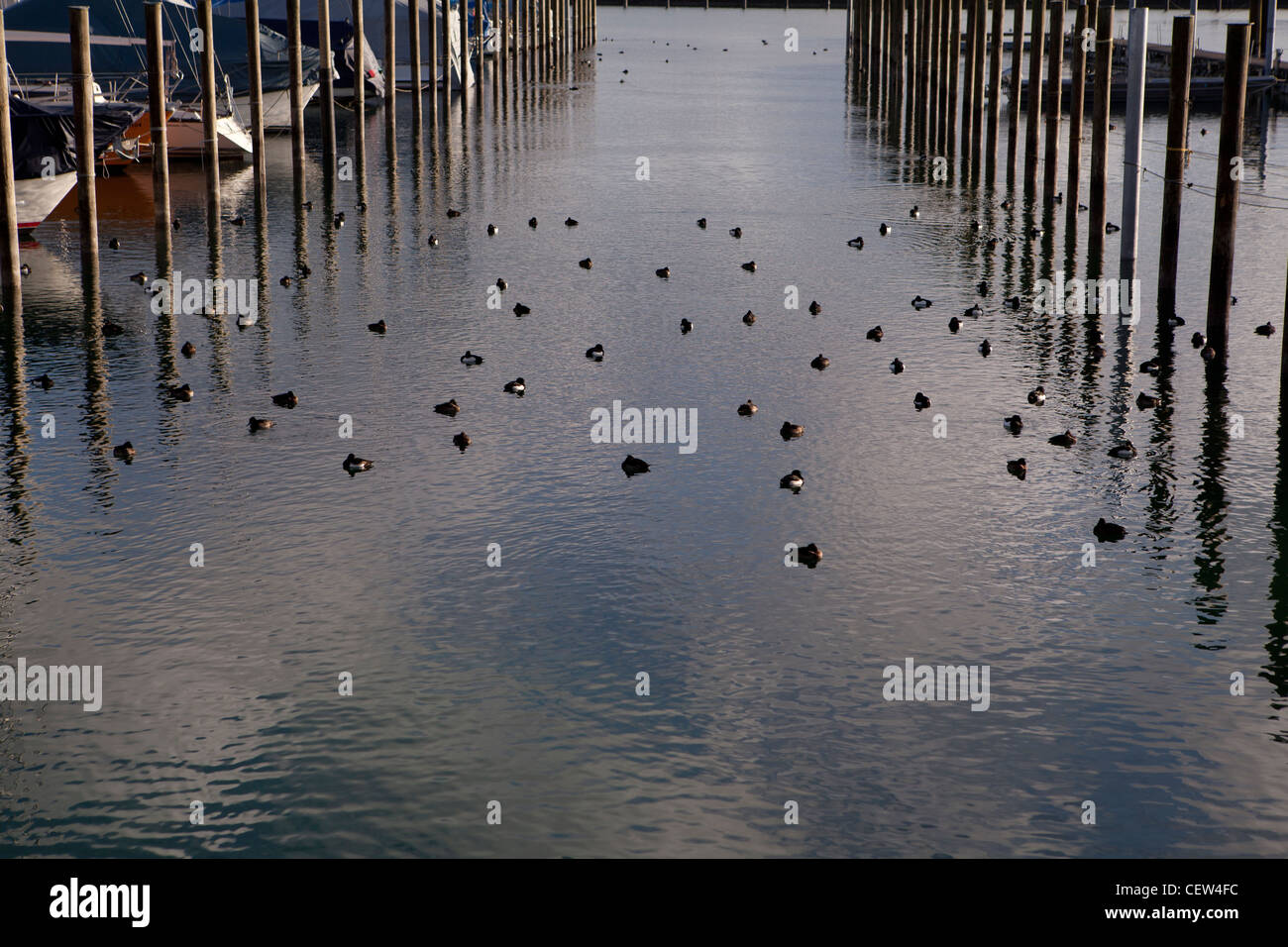 Harbor With Boats And Birds High Resolution Stock Photography and ...