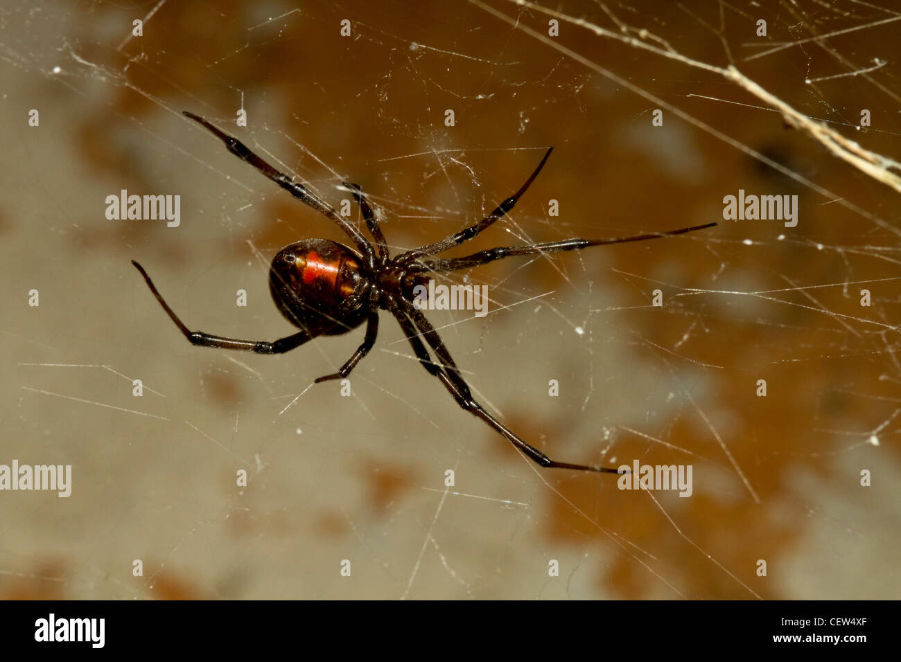 black-widow spider, Los Angeles, California Stock Photo - Alamy