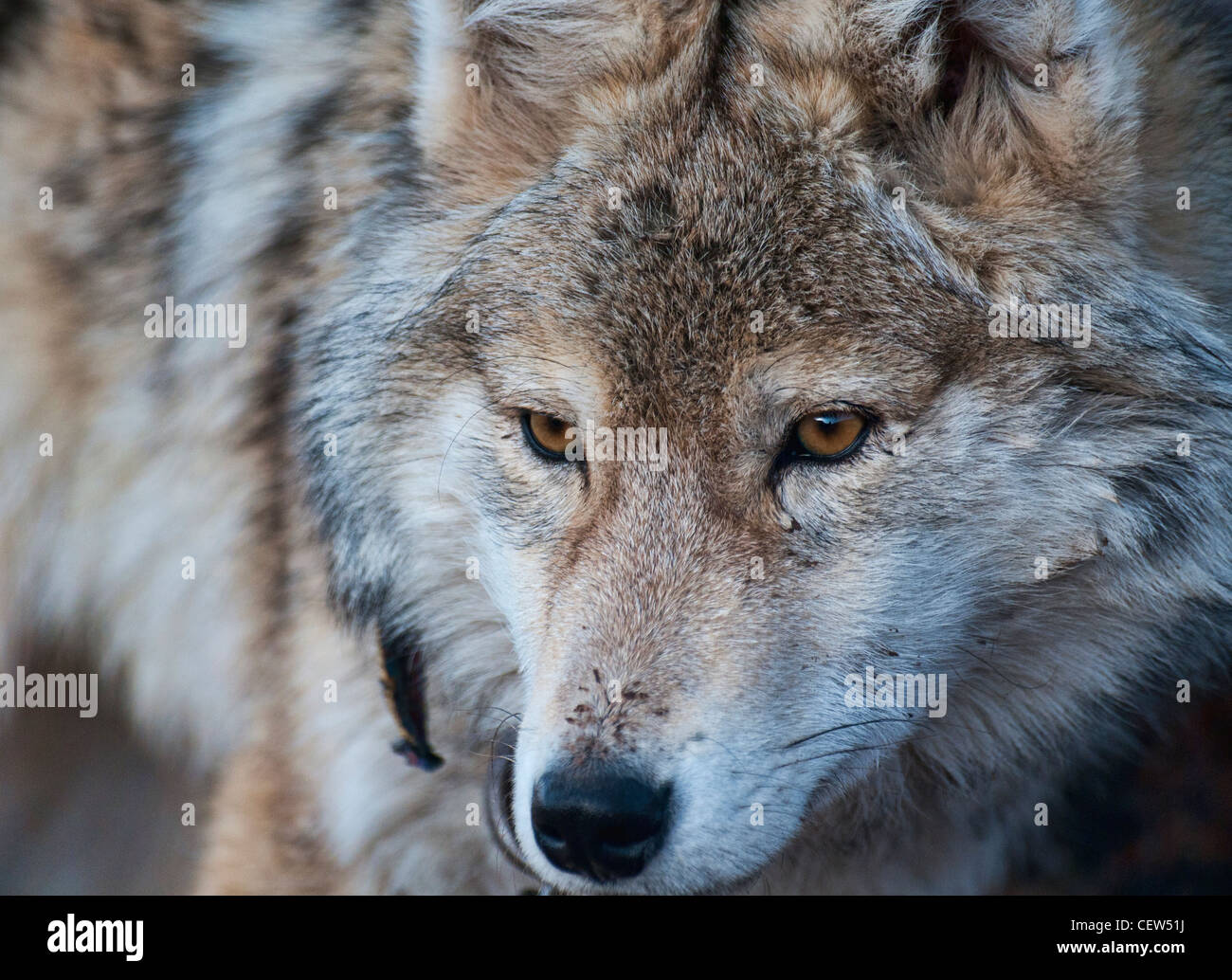 portrait of a wild wolf (canis lupis) in the Altai Region of Bayan ...