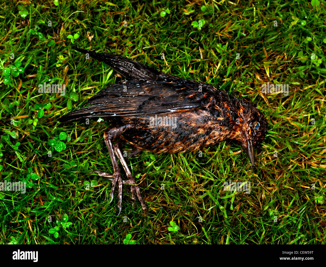 Dead thrush on garden lawn Stock Photo - Alamy