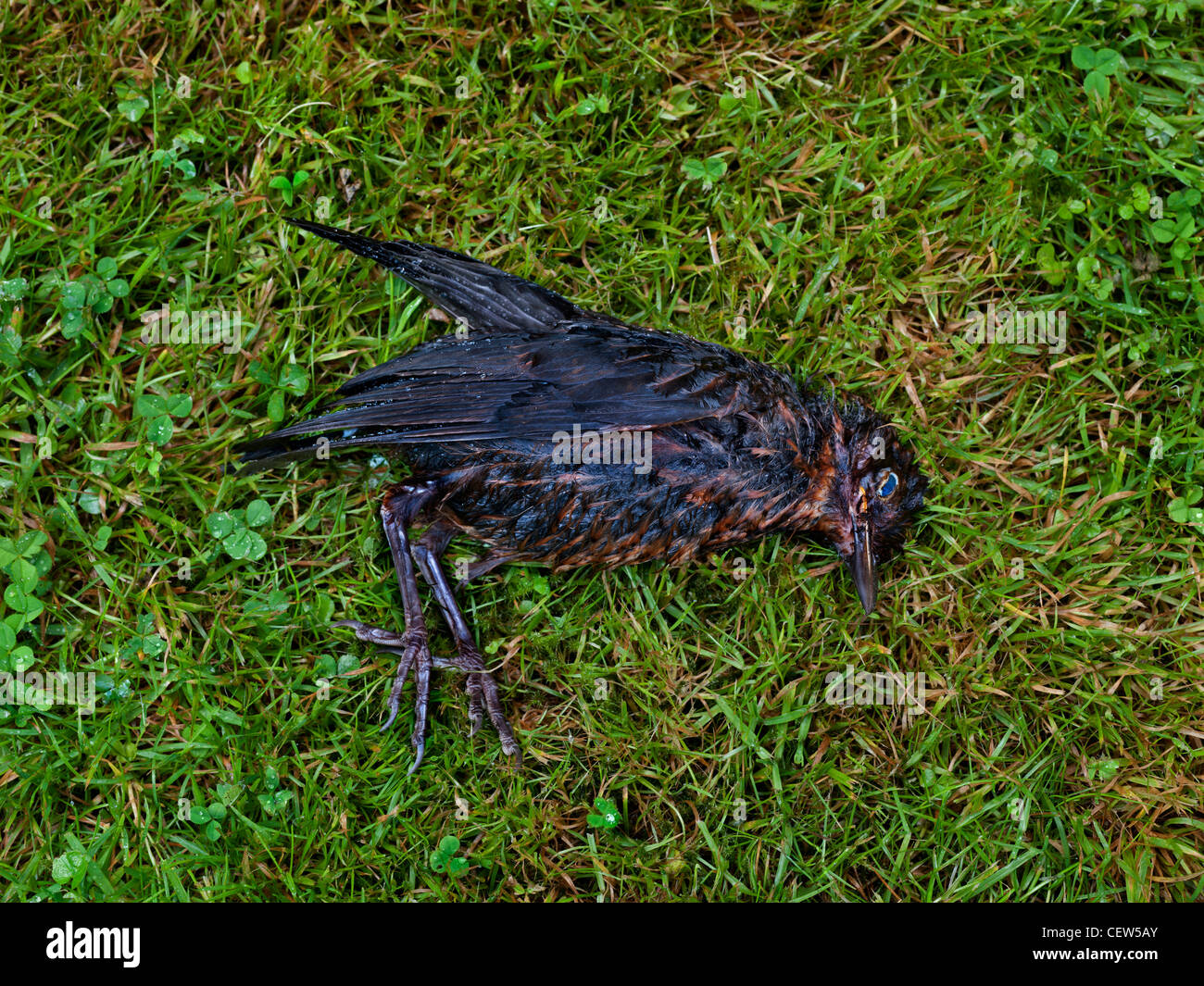 Dead thrush on garden lawn Stock Photo - Alamy