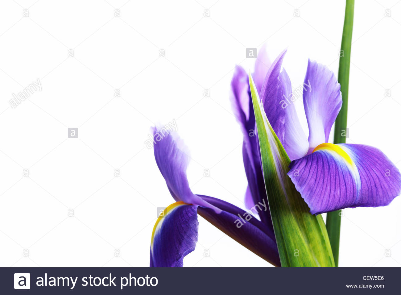 Iris Plant Stock Photos & Iris Plant Stock Images - Alamy