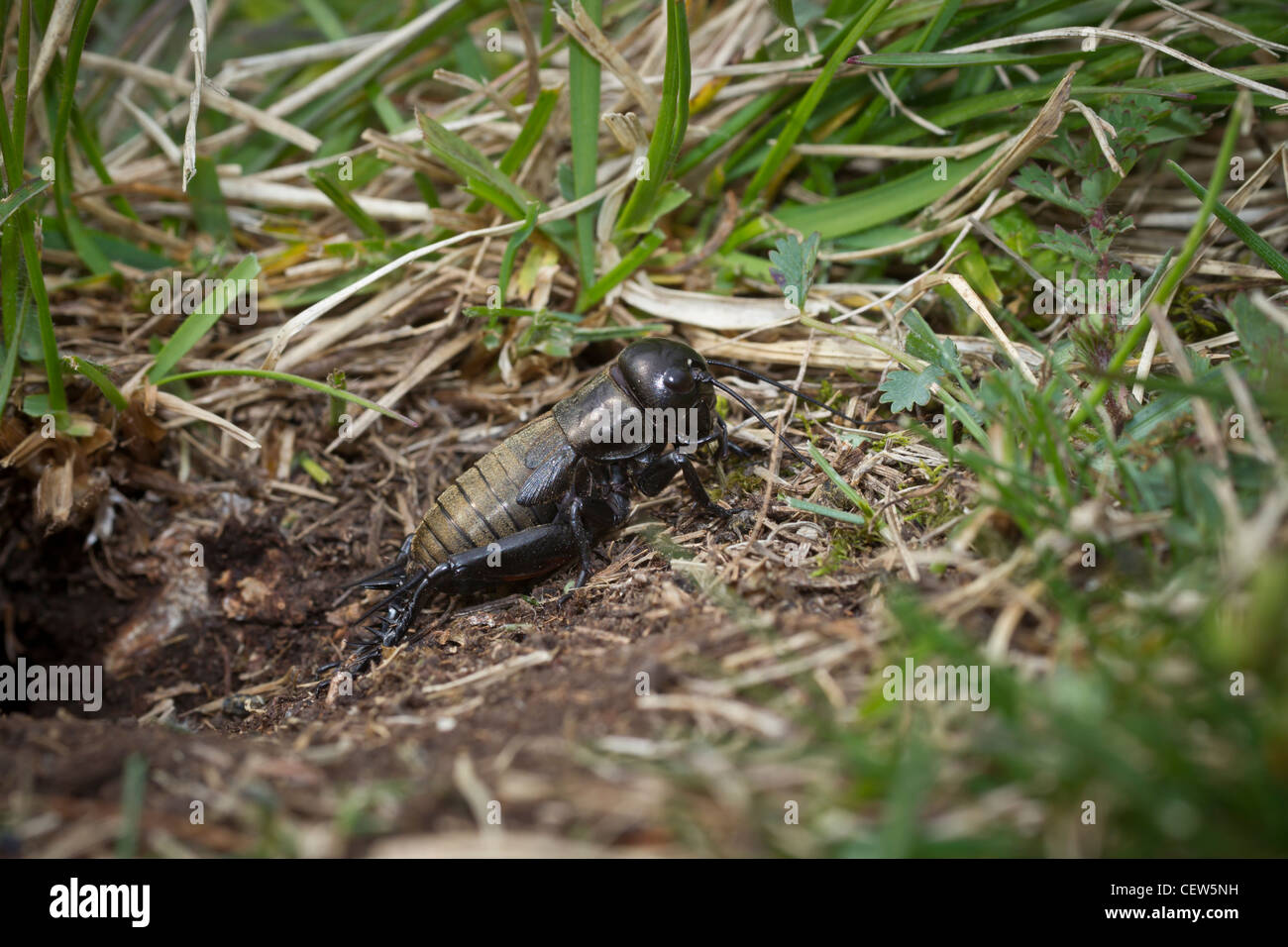 Gryllus hi-res stock photography and images - Alamy